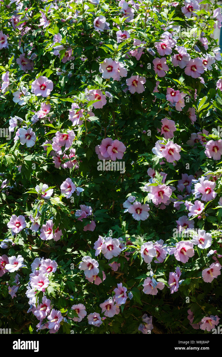 Magenta flowers bush as a summer floral background Stock Photo - Alamy