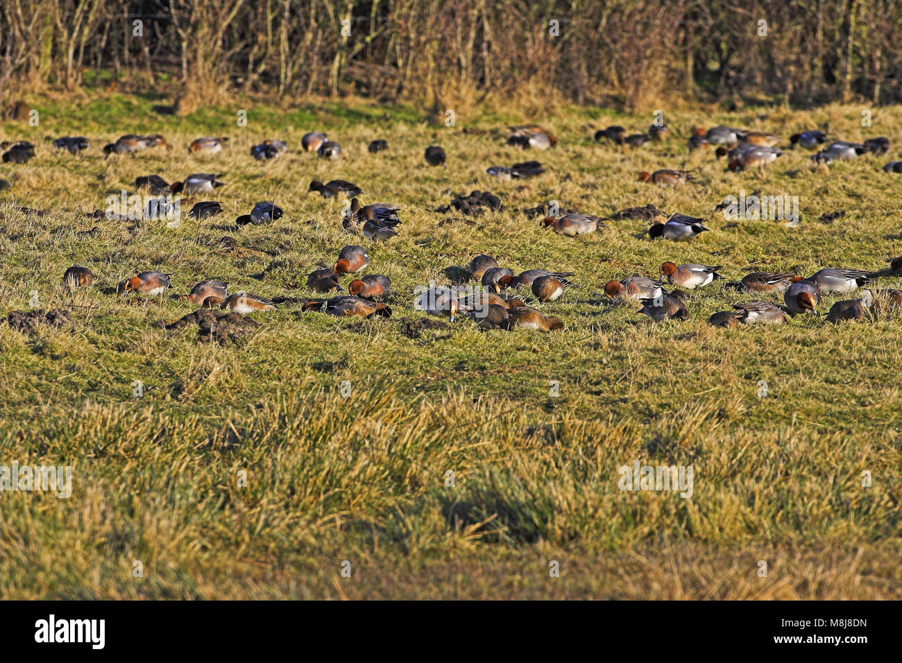 Eurasian wigeon Anas penelope grazing flock Pennington Marshes ...