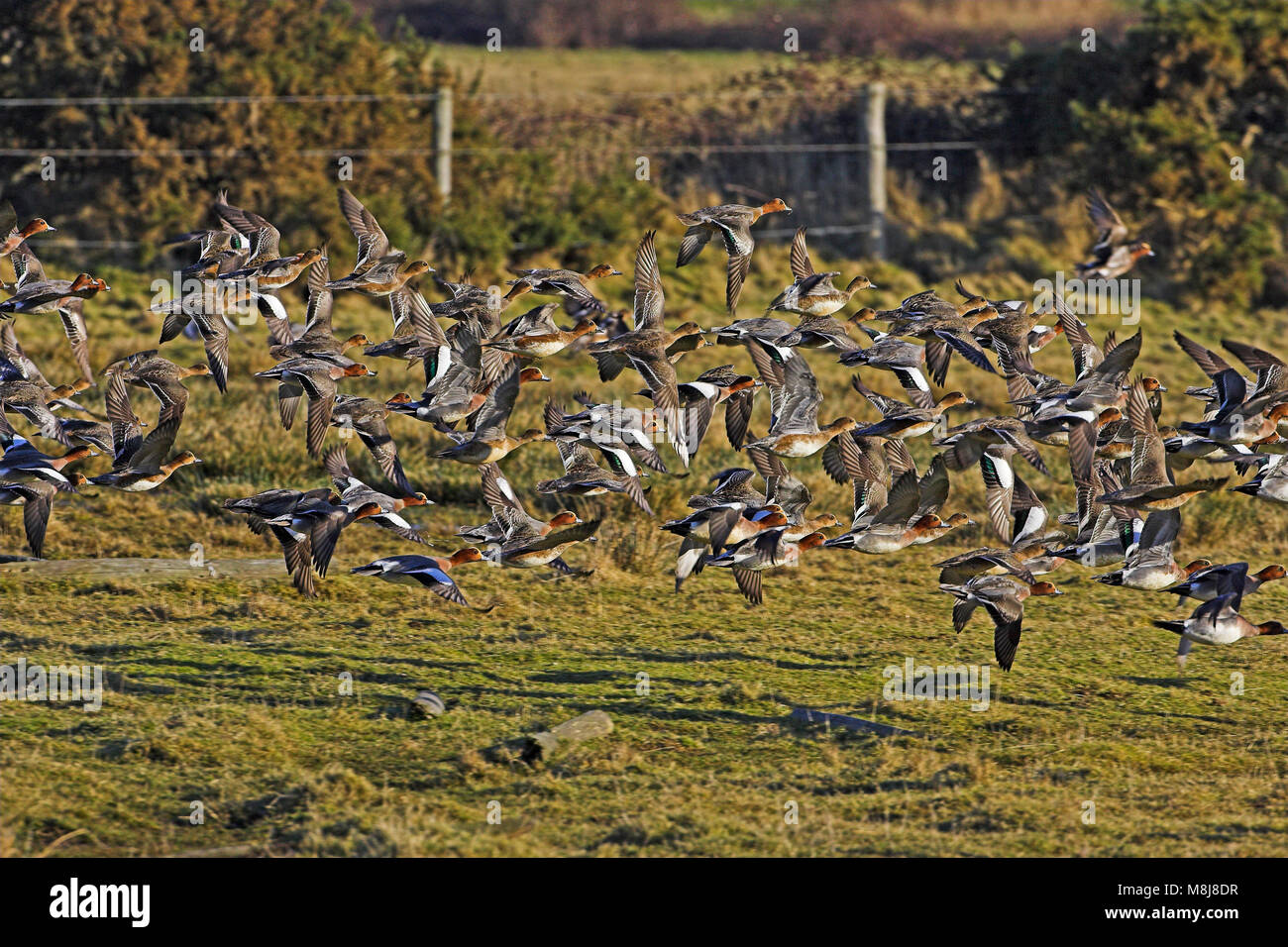 Eurasian wigeon Anas penelope flock taking off from Pennington Marshes ...