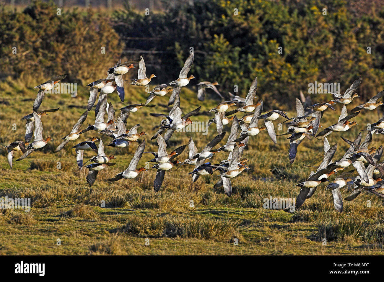Eurasian wigeon Anas penelope flock taking off from Pennington Marshes ...