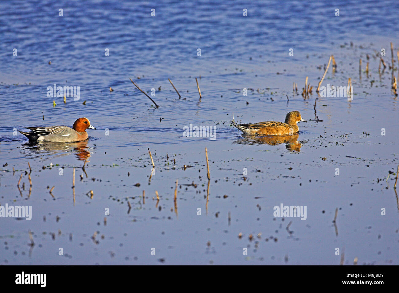 Catcott nature reserve hi-res stock photography and images - Alamy