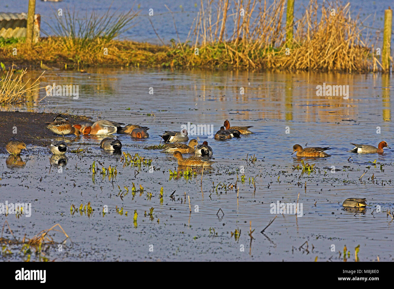 Catcott lows somerset wildlife trust reserve hi-res stock photography ...