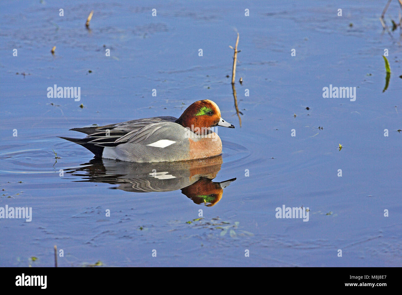 Catcott nature reserve hi-res stock photography and images - Alamy