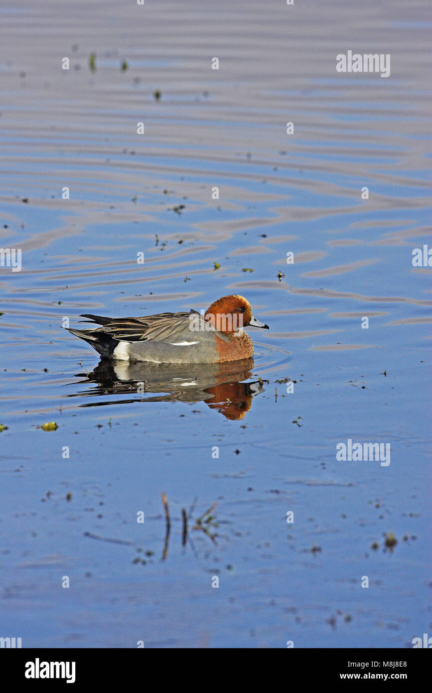 Catcott nature reserve hi-res stock photography and images - Alamy
