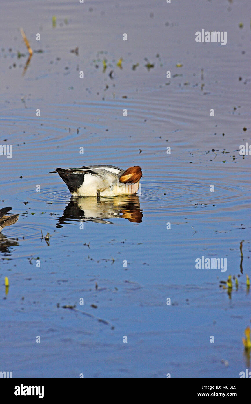 Eurasian wigeon Anas penelope male preening on shallow water Catcott ...
