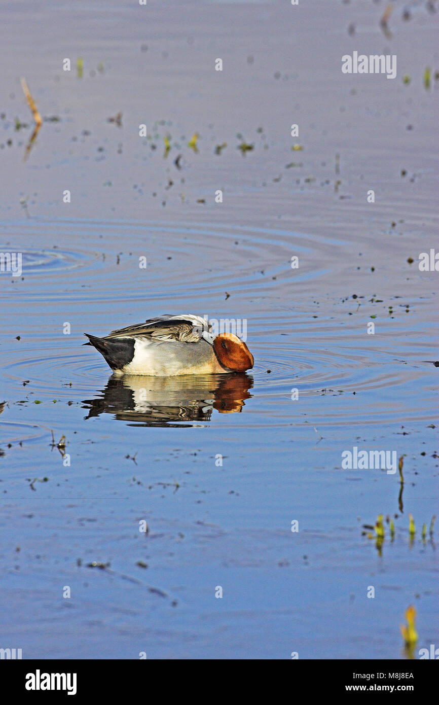 Eurasian wigeon Anas penelope male preening on shallow water Catcott ...