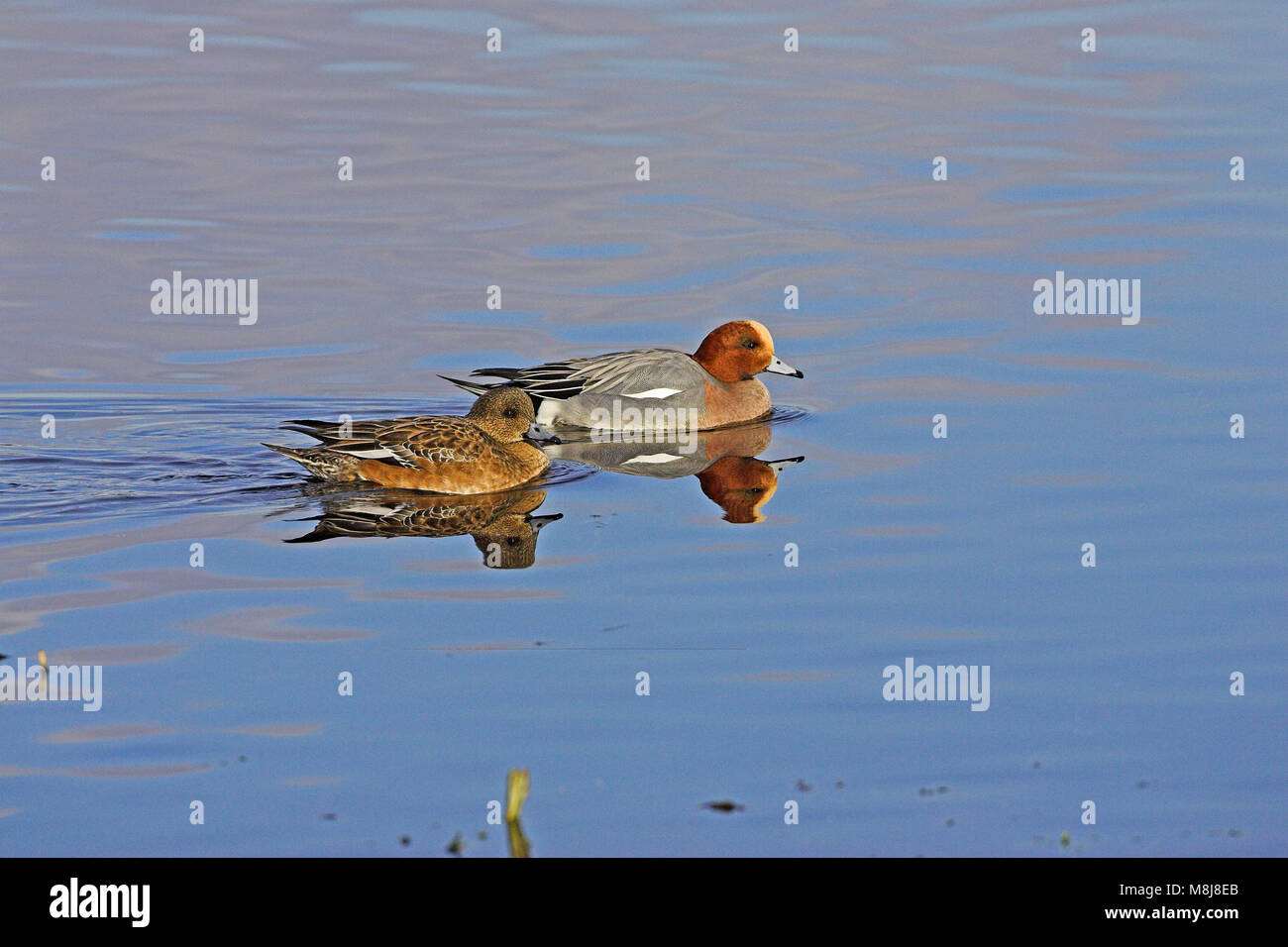 Catcott nature reserve hi-res stock photography and images - Alamy