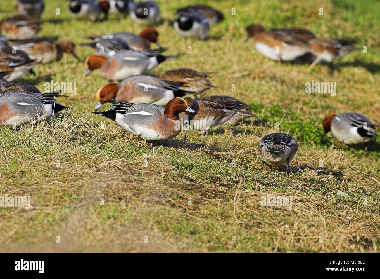 Eurasian wigeon Anas penelope grazing flock Catcott Lows Nature Reserve Somerset England UK ...