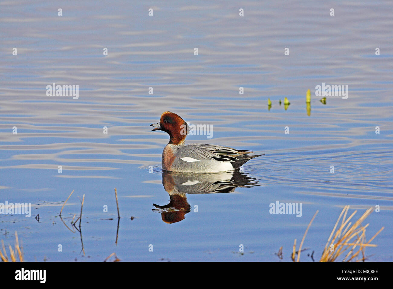 Catcott lows somerset wildlife trust reserve hi-res stock photography ...