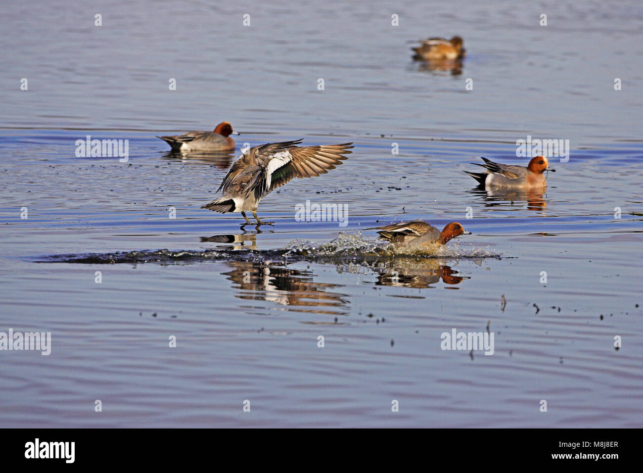 Catcott nature reserve hi-res stock photography and images - Alamy