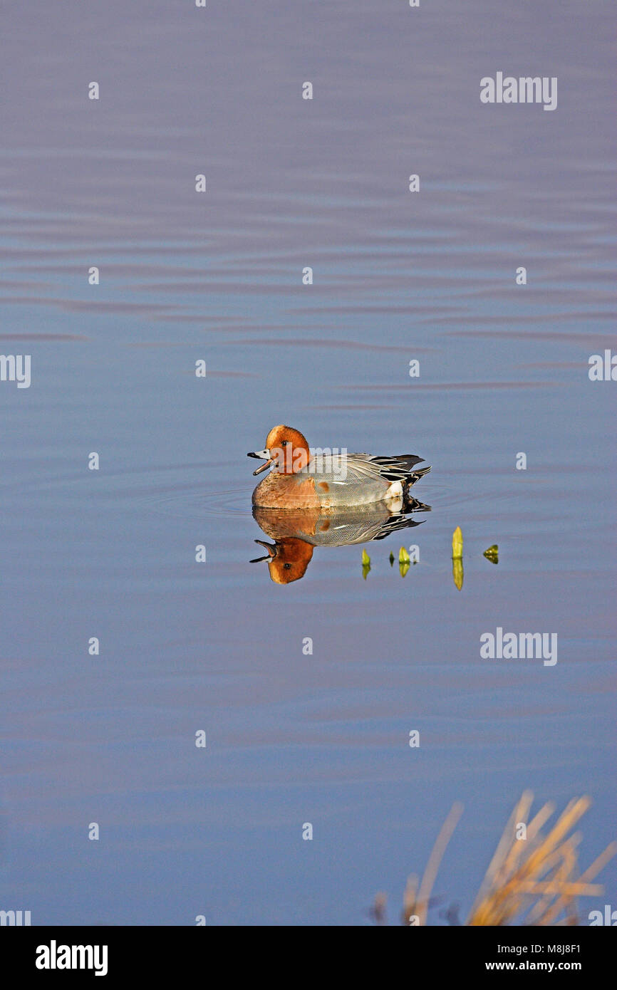 Catcott nature reserve hi-res stock photography and images - Alamy
