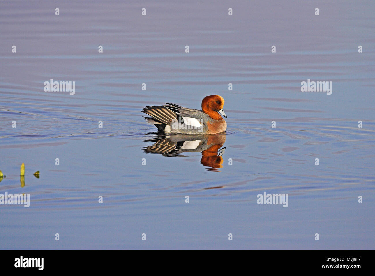 Catcott nature reserve hi-res stock photography and images - Alamy