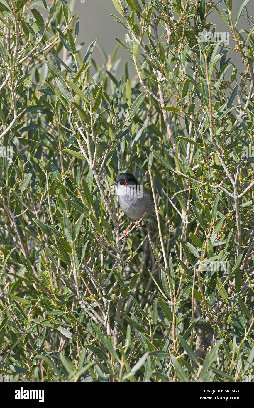 Sardinian warbler Sylvia melanocephala male in maquis scrub near ...
