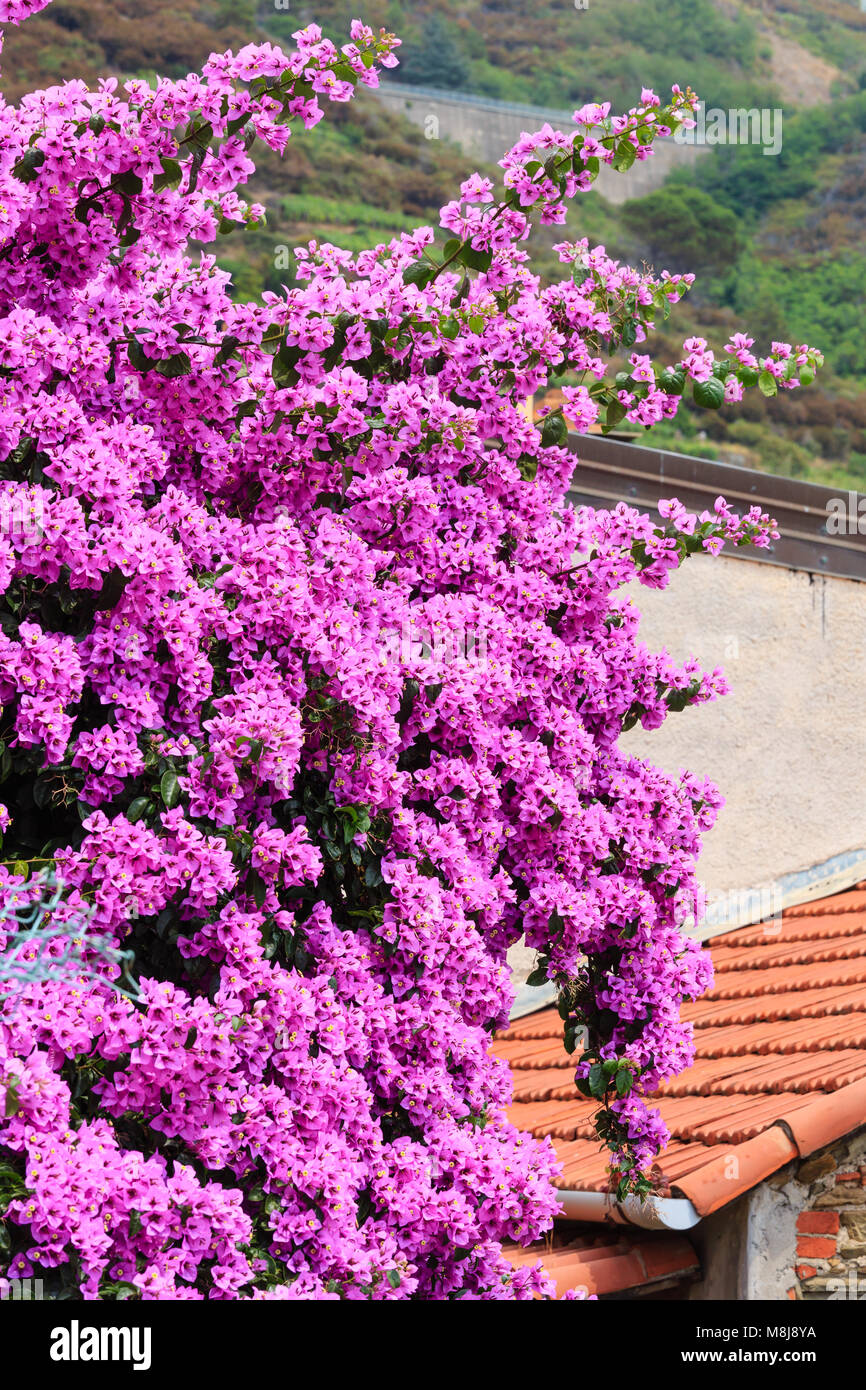 Beautiful summer pink Bougainvillea flowers in Riomaggiore - one of ...