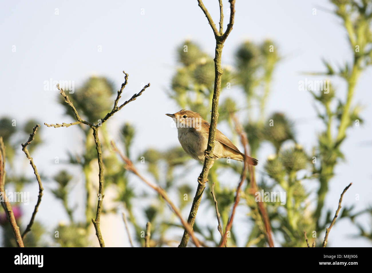 European Reed warbler Acrocephalus scirpaceus Stock Photo - Alamy