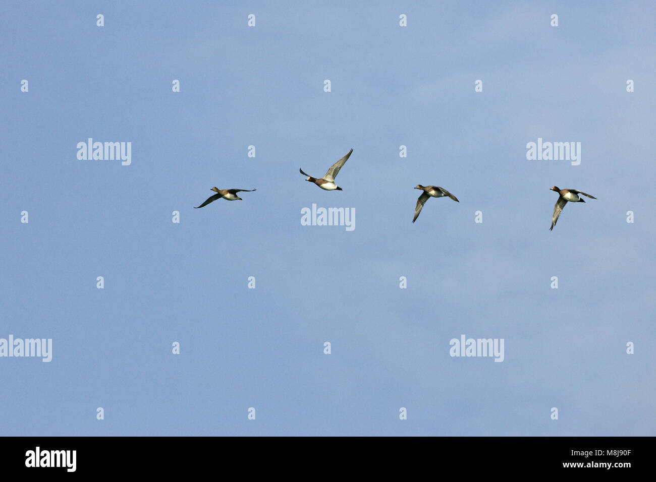 Brent goose Branta bernicla in flight Stock Photo - Alamy