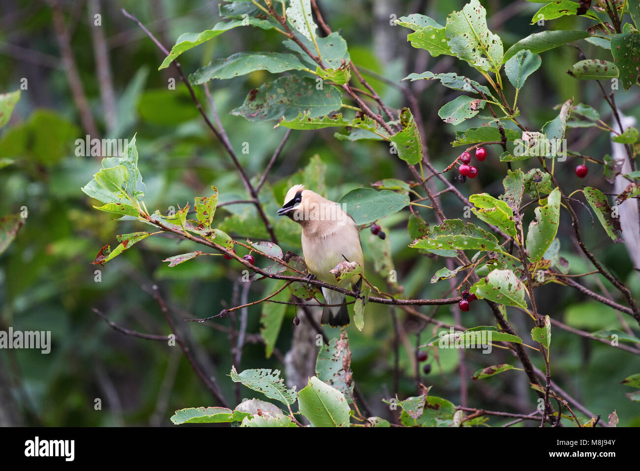 Cedar waxwing Bombycilla cedrorum perched in Common chokecherry Prunus ...