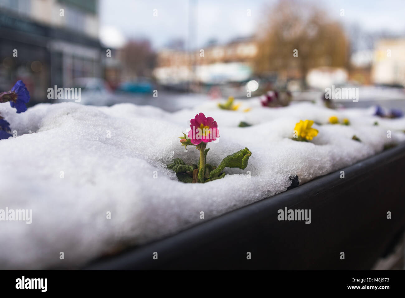 A confused flower Stock Photo - Alamy