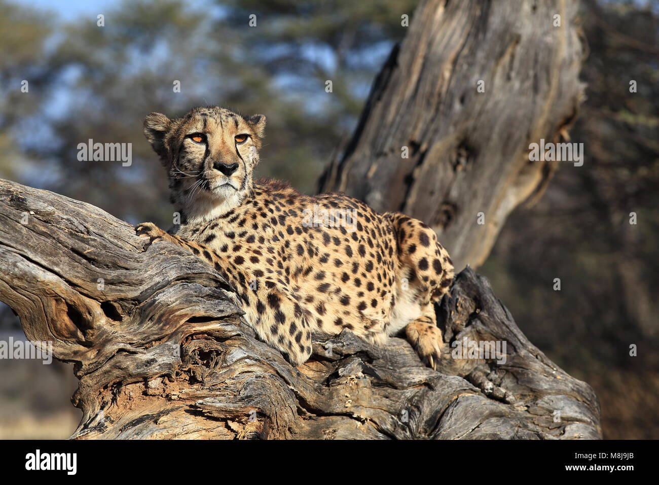 Rare big cats hi-res stock photography and images - Alamy