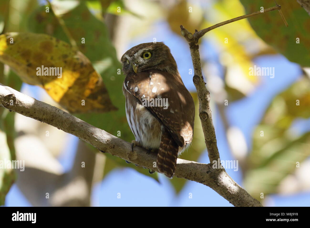 Ferruginous Pygmy Owl Stock Photo - Alamy