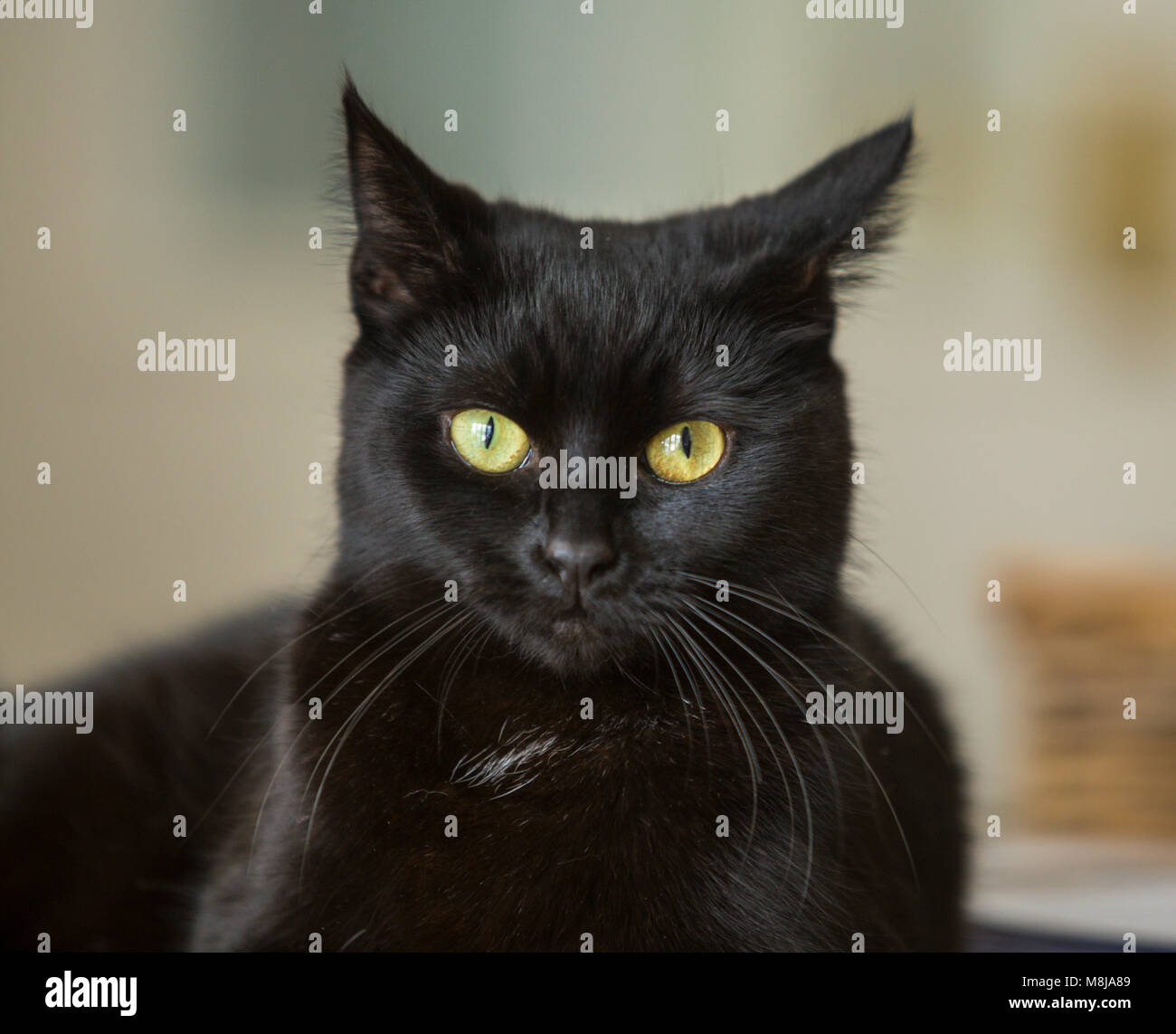 Short haired black cat hi-res stock photography and images - Alamy