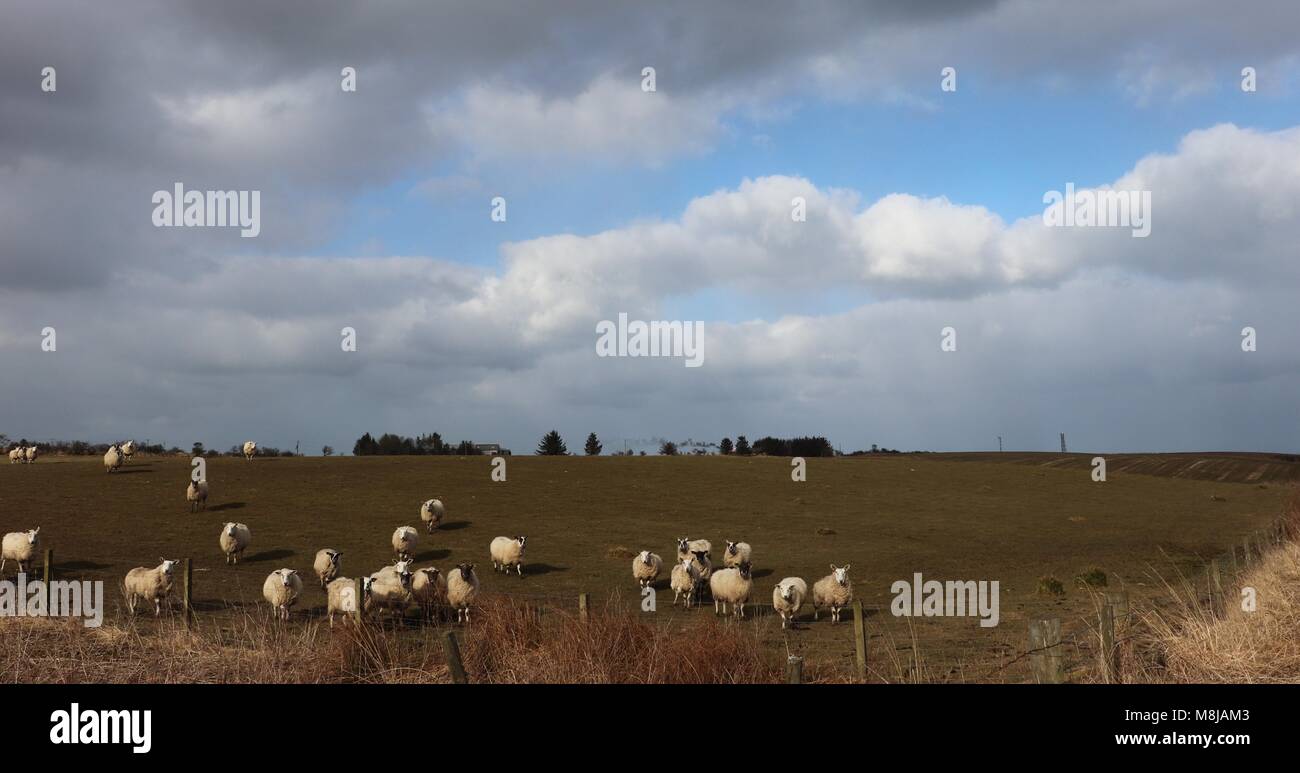 Sheep in field Stock Photo - Alamy
