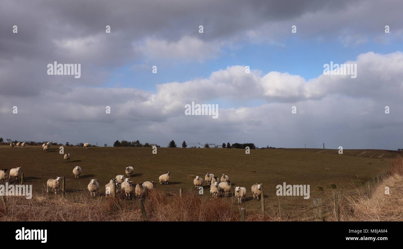 Landscape lots sheep in field hi-res stock photography and images - Alamy