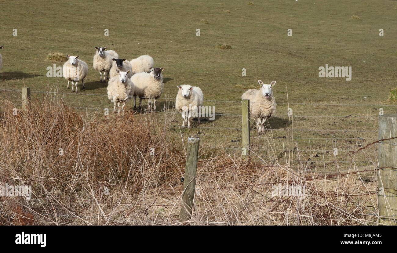 Sheep in field Stock Photo - Alamy