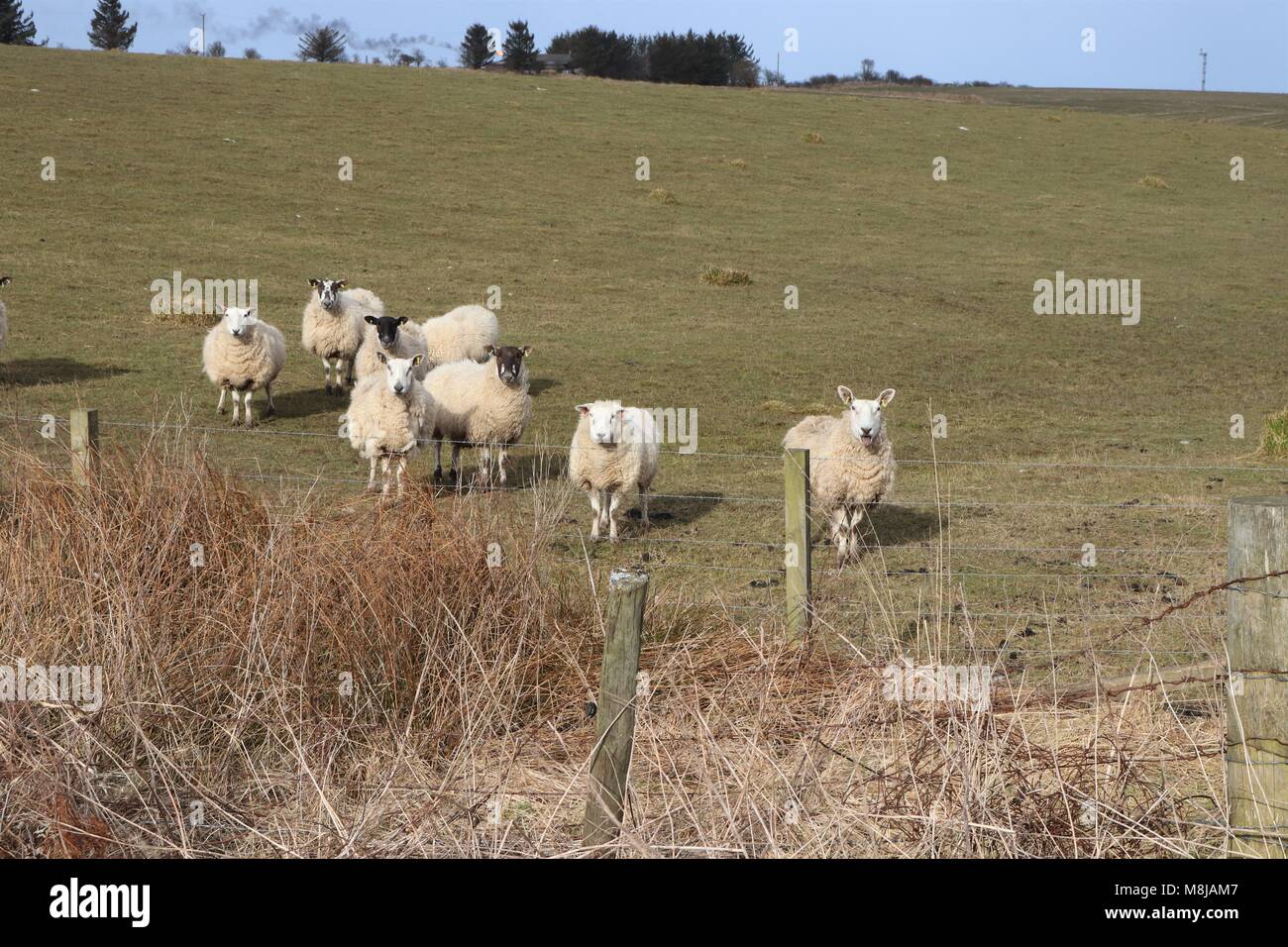 Landscape lots sheep in field hi-res stock photography and images - Alamy