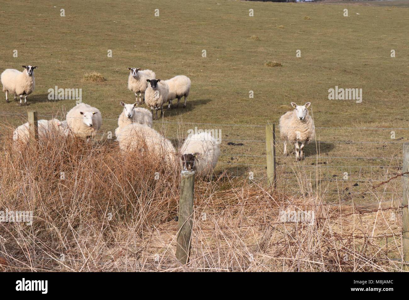 Landscape lots sheep in field hi-res stock photography and images - Alamy