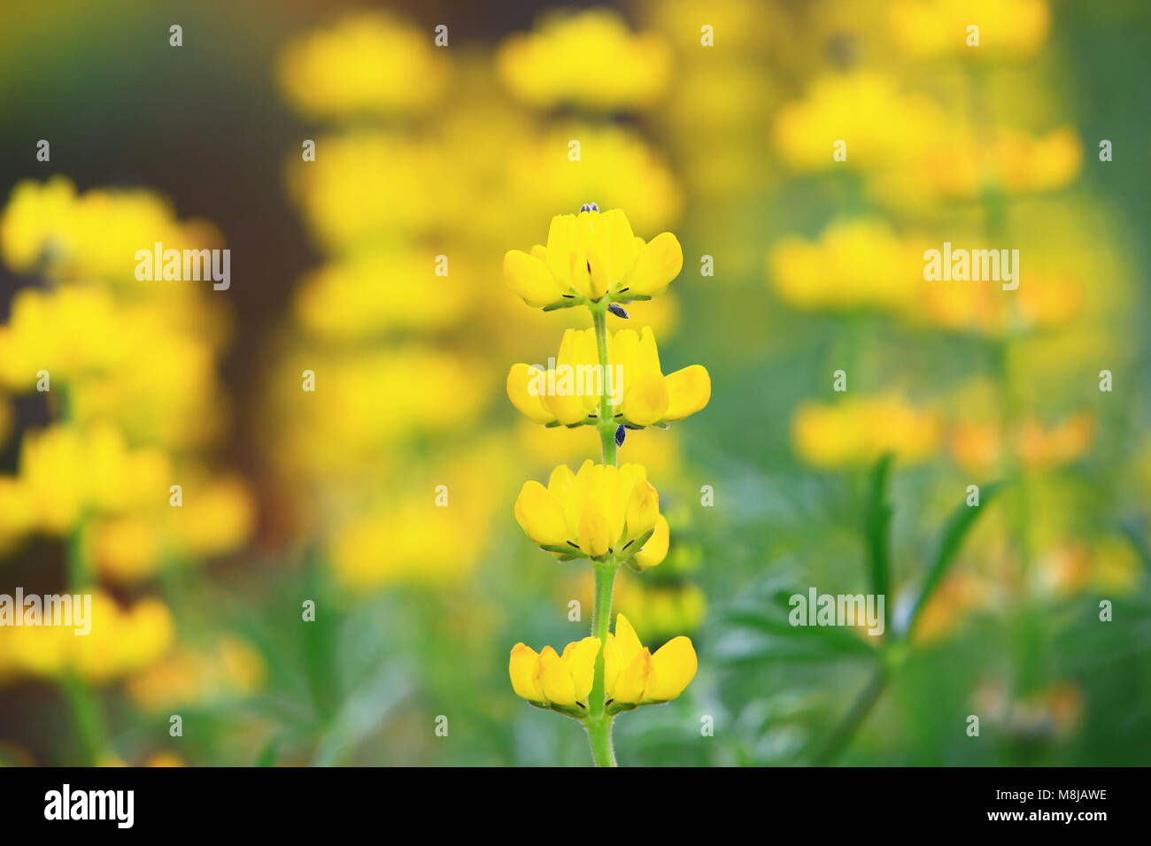 Dull yellow flowers hi-res stock photography and images - Alamy