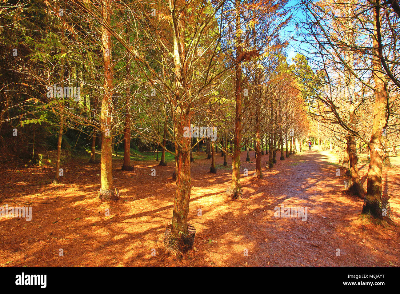 Dawn Redwood,metasequoia,beautiful autumn landscape of dawn redwood ...