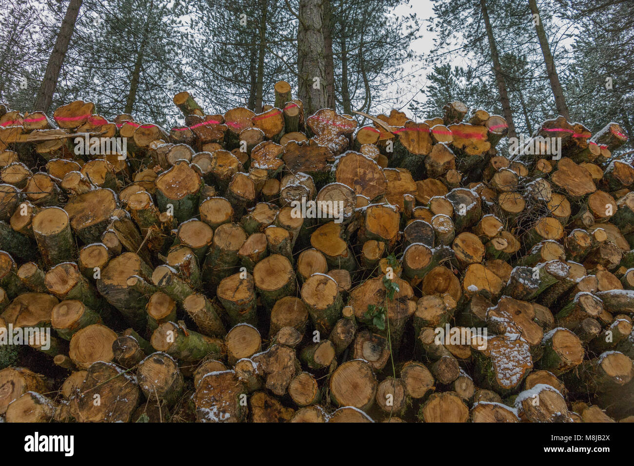 Foresty work hi-res stock photography and images - Alamy