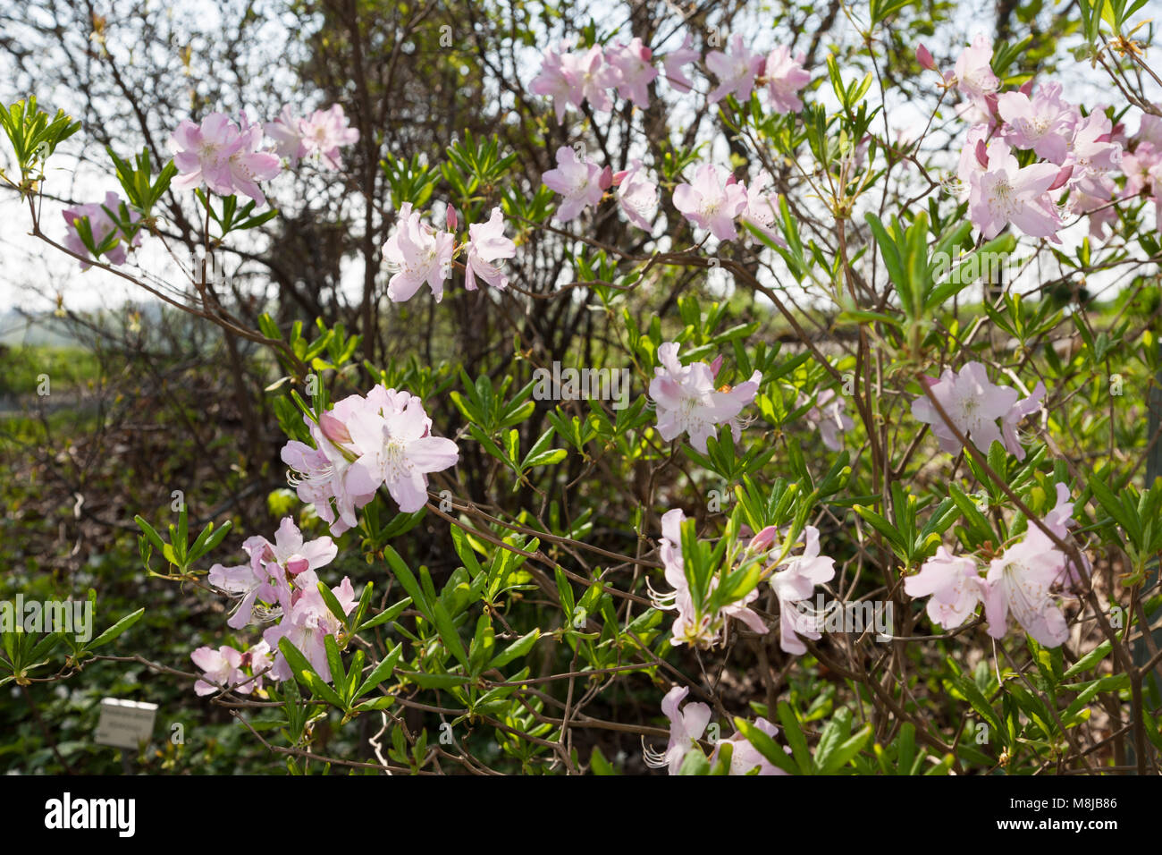 Royal azalea, Koreansk azalea (Rhododendron schlippenbachii Stock Photo ...