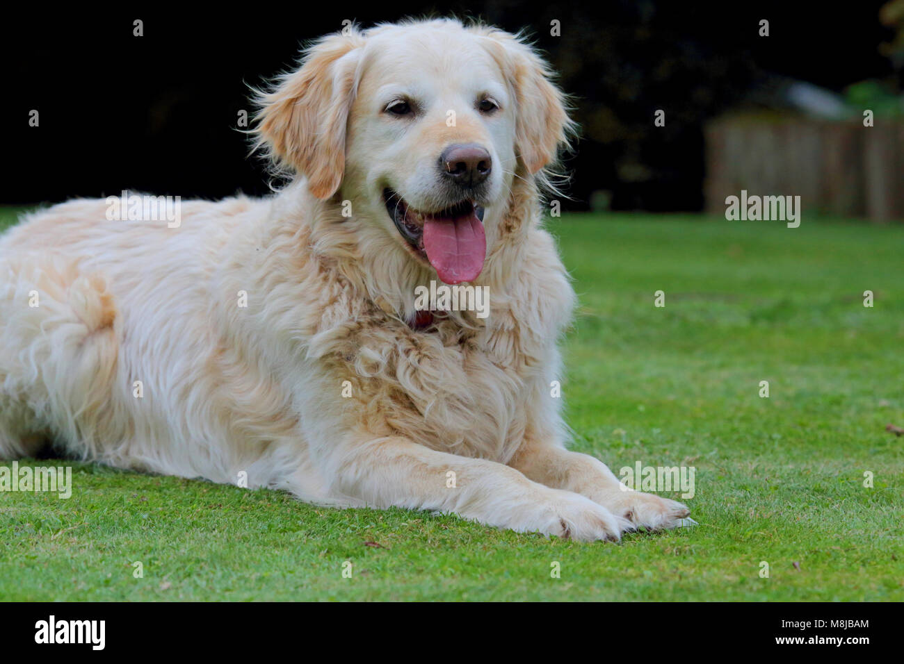 Male golden retriever hi-res stock photography and images - Alamy