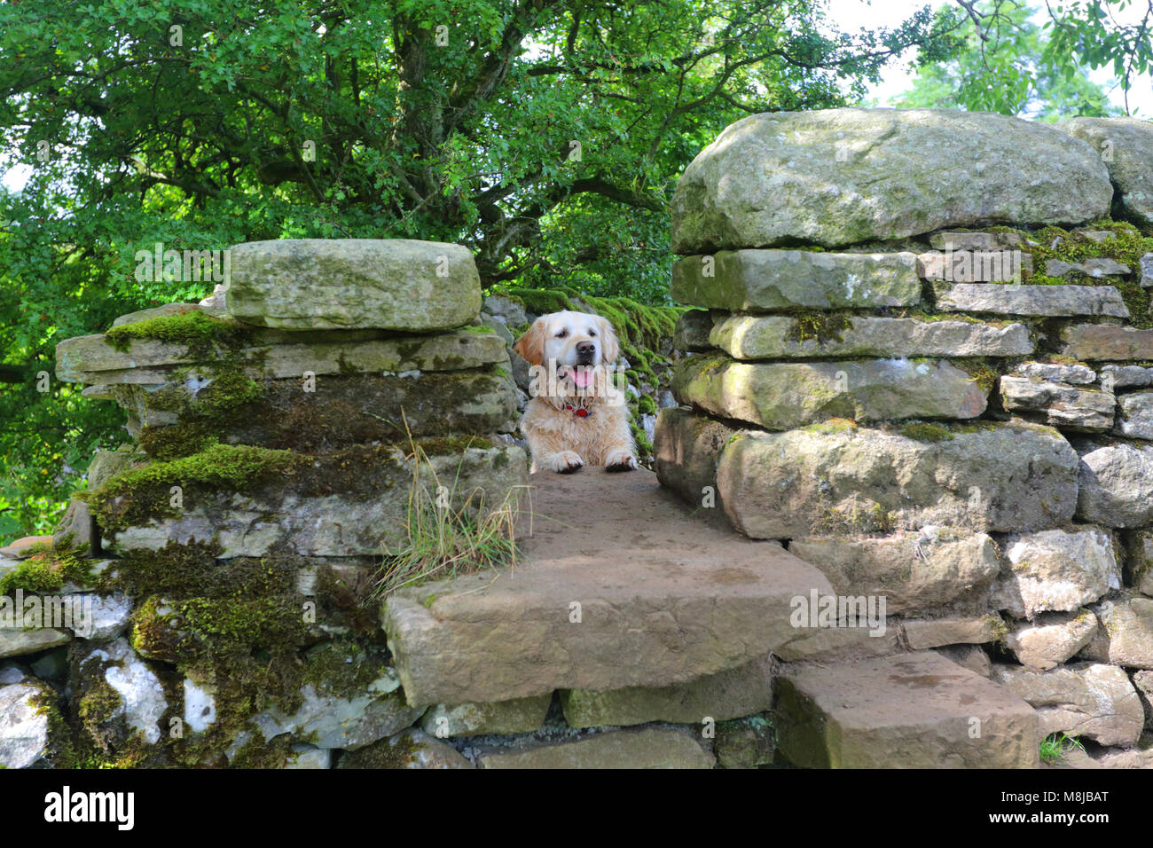 Dog stile hi-res stock photography and images - Alamy