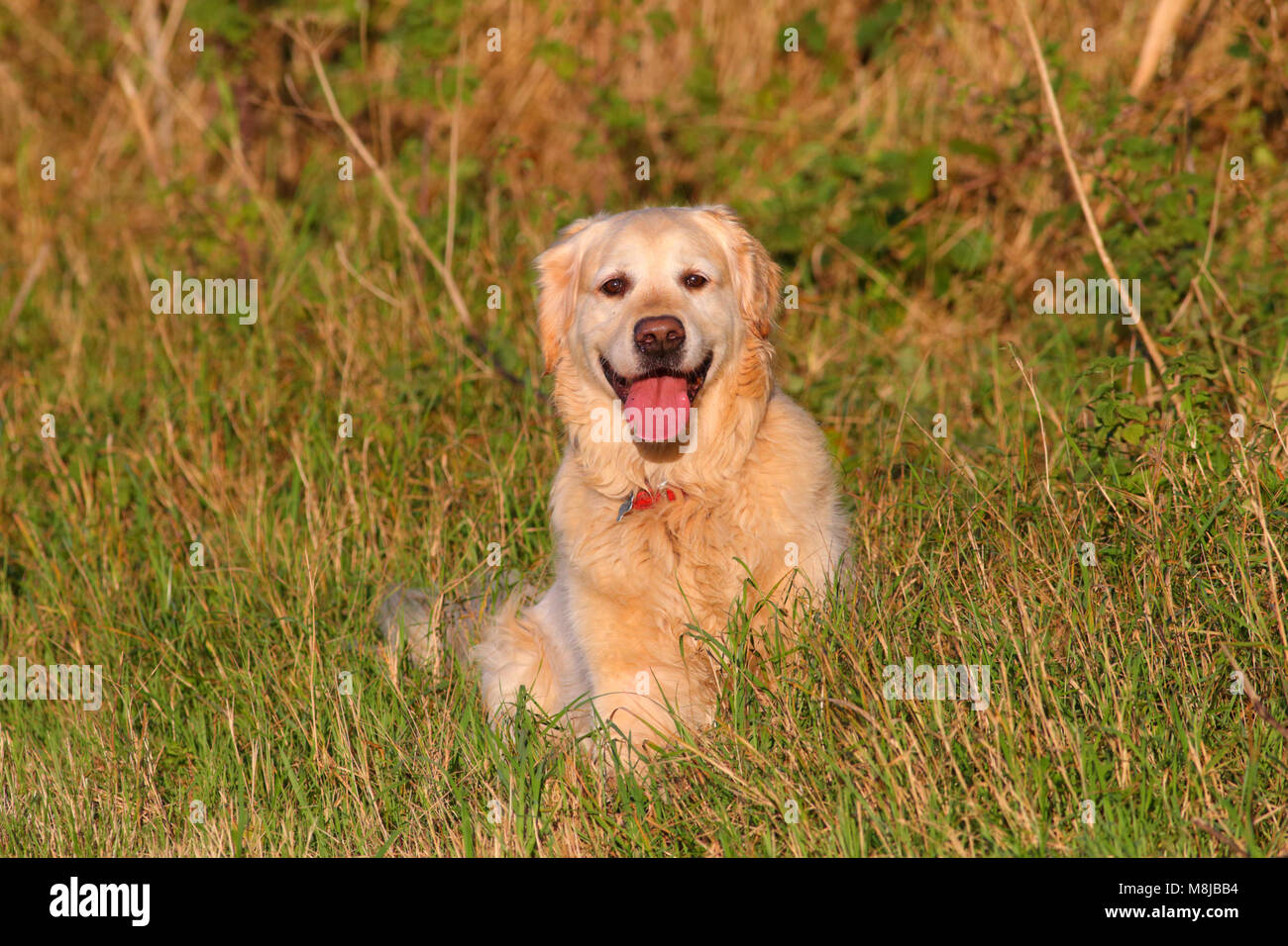 Male golden retriever hi-res stock photography and images - Alamy