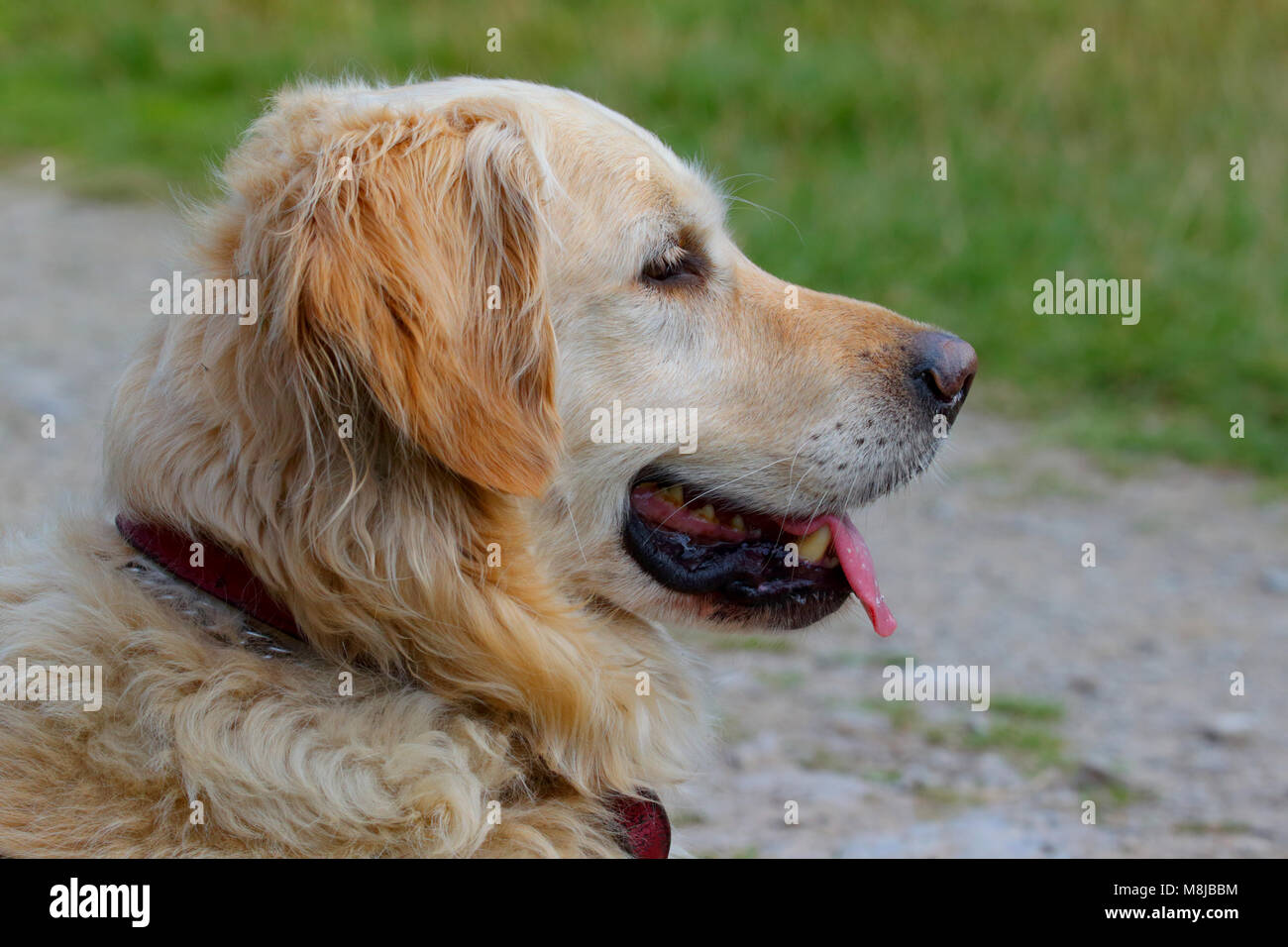 Male golden retriever hi-res stock photography and images - Alamy