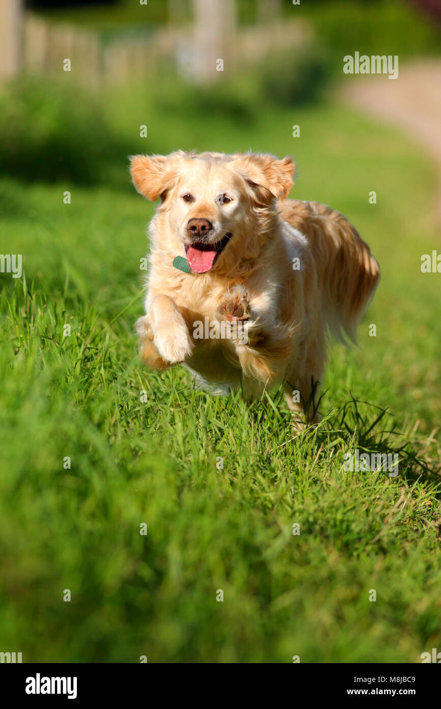 Running Golden Retriever High Resolution Stock Photography and Images ...