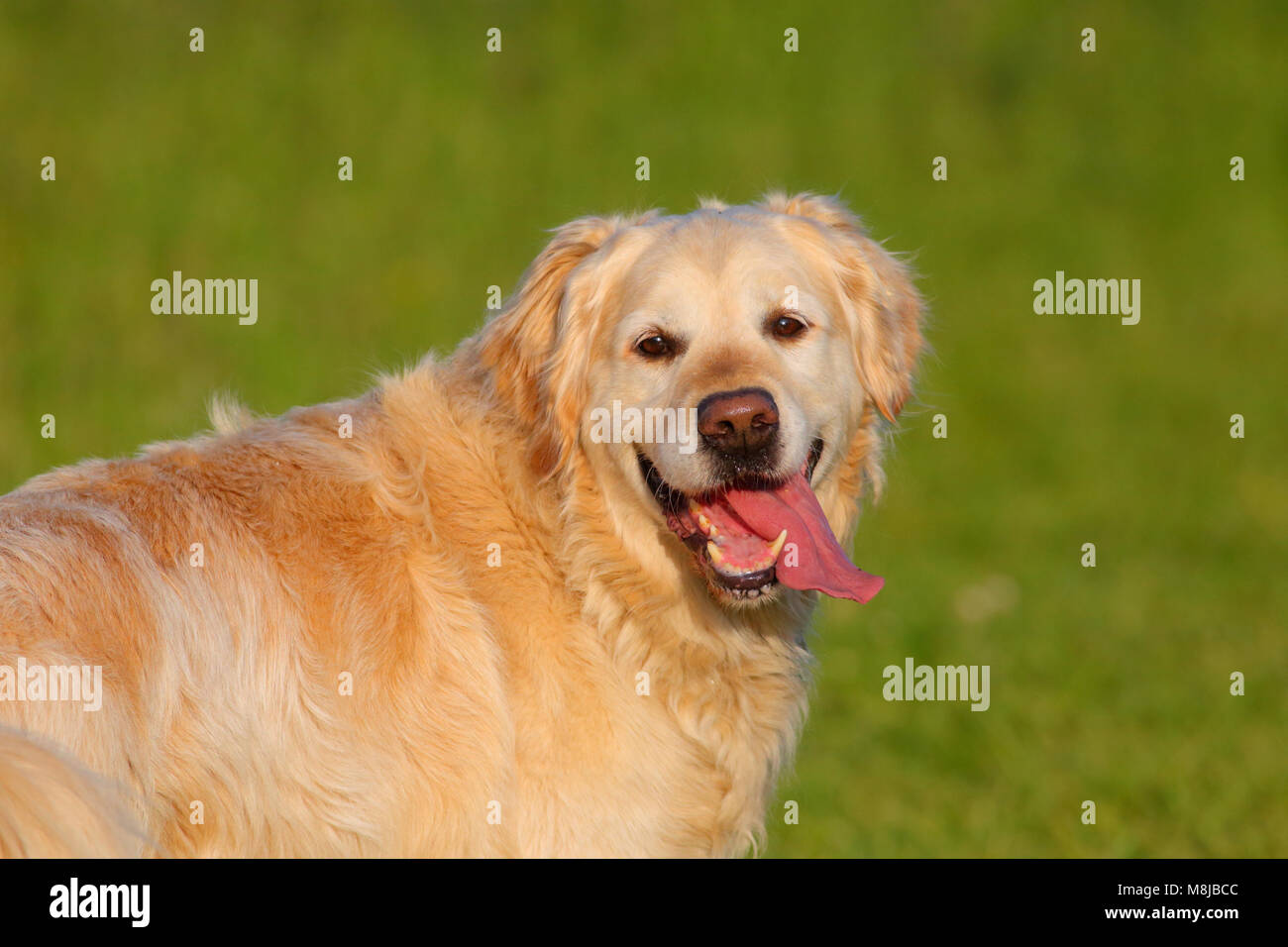 Male Labrador Retriever High Resolution Stock Photography and Images ...