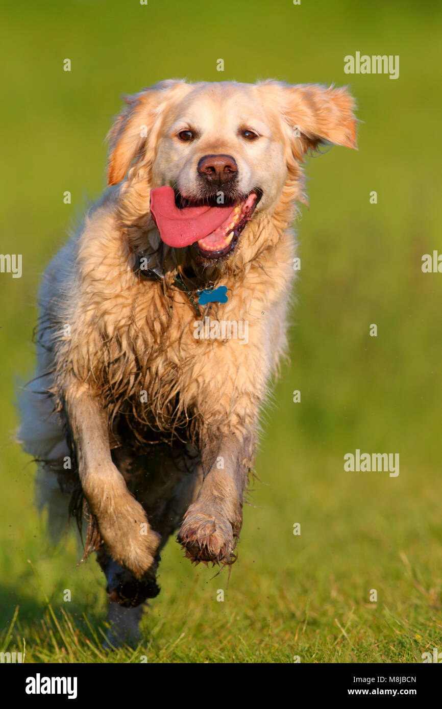 Adult golden retriever hi-res stock photography and images - Alamy