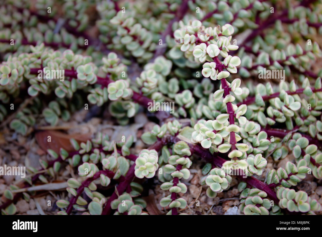 Olifant hi-res stock photography and images - Alamy