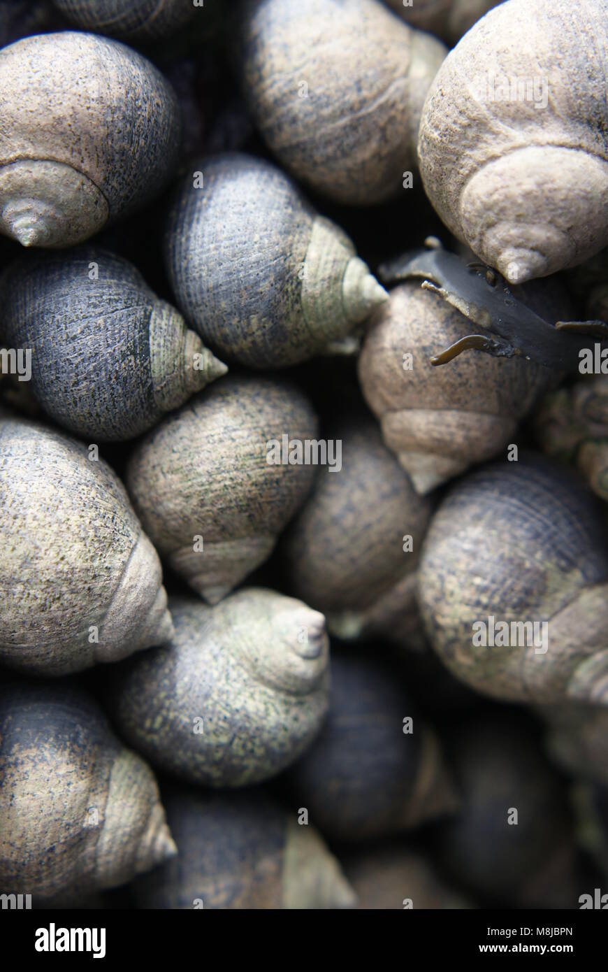 British sea snail hi-res stock photography and images - Alamy