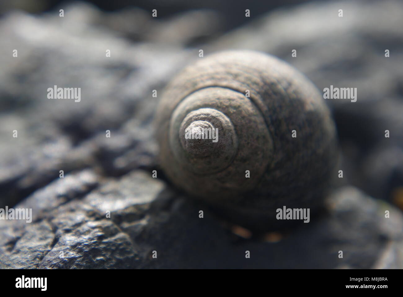 Saltwater Snail High Resolution Stock Photography and Images - Alamy