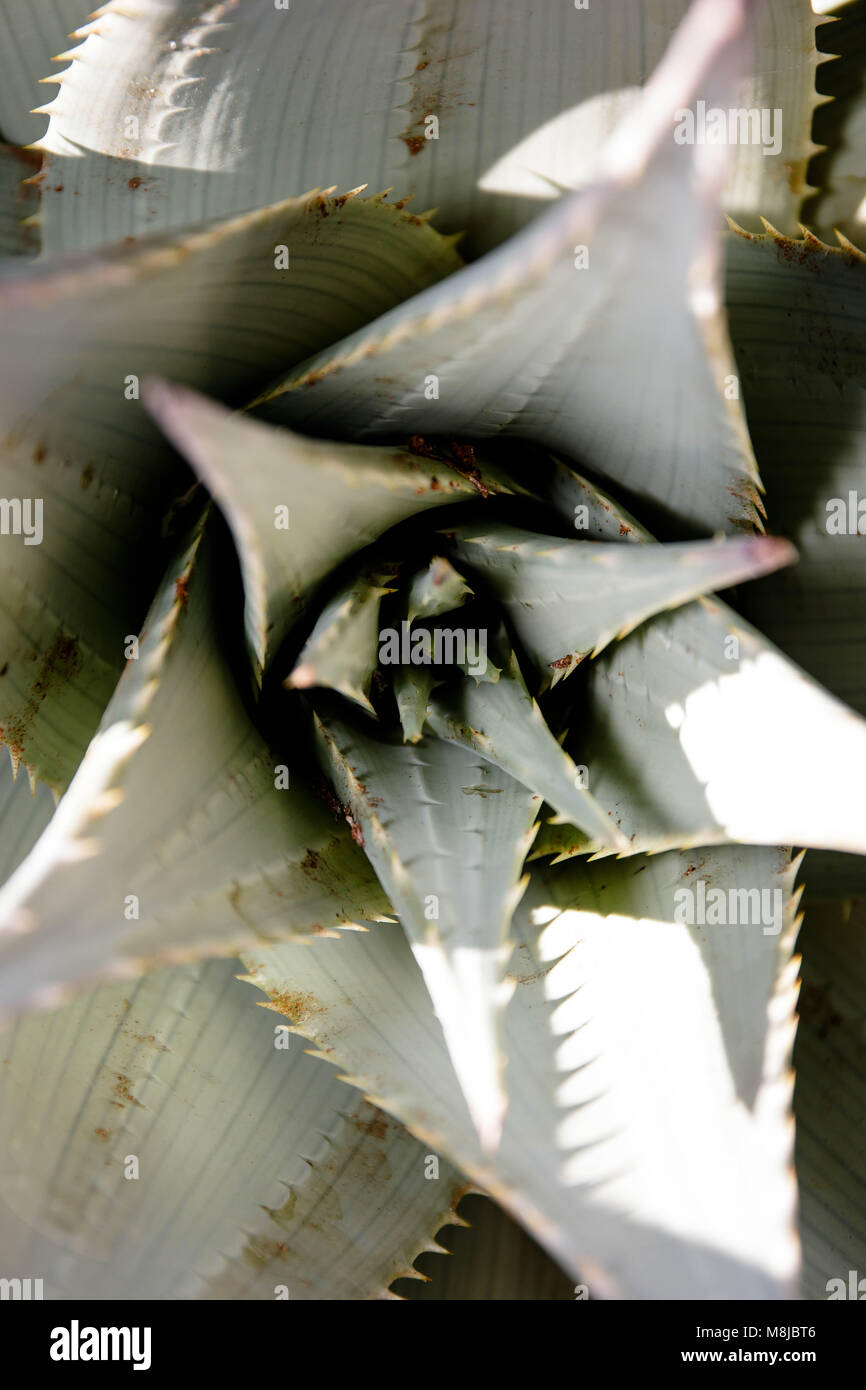 Aloe Ferox (Vera) succulent, Aalwyn Stock Photo - Alamy