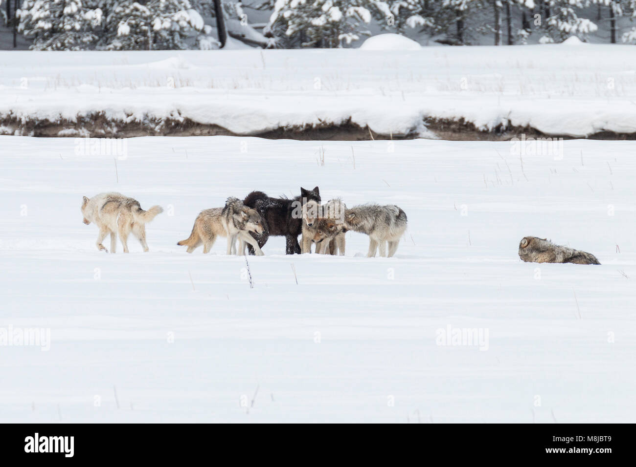 Wapiti Lake wolves greeting each other after a morning meal of bison in ...