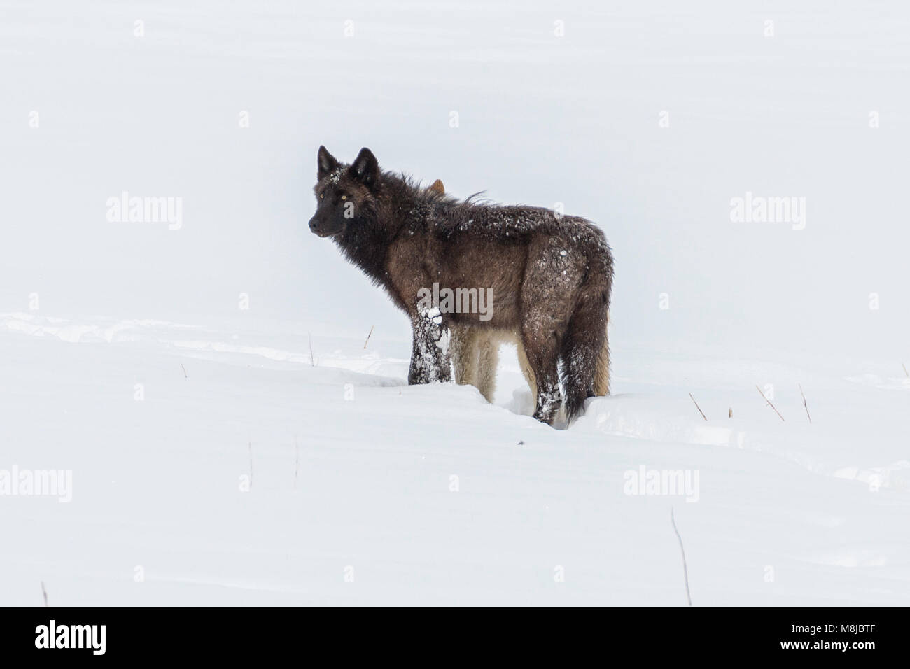 Black wolf hi-res stock photography and images - Alamy