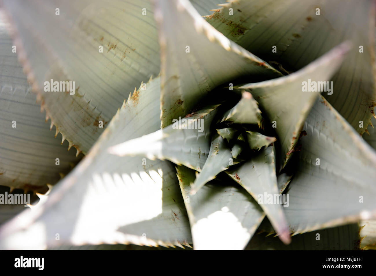 Aloe Ferox (Vera) succulent, Aalwyn Stock Photo - Alamy