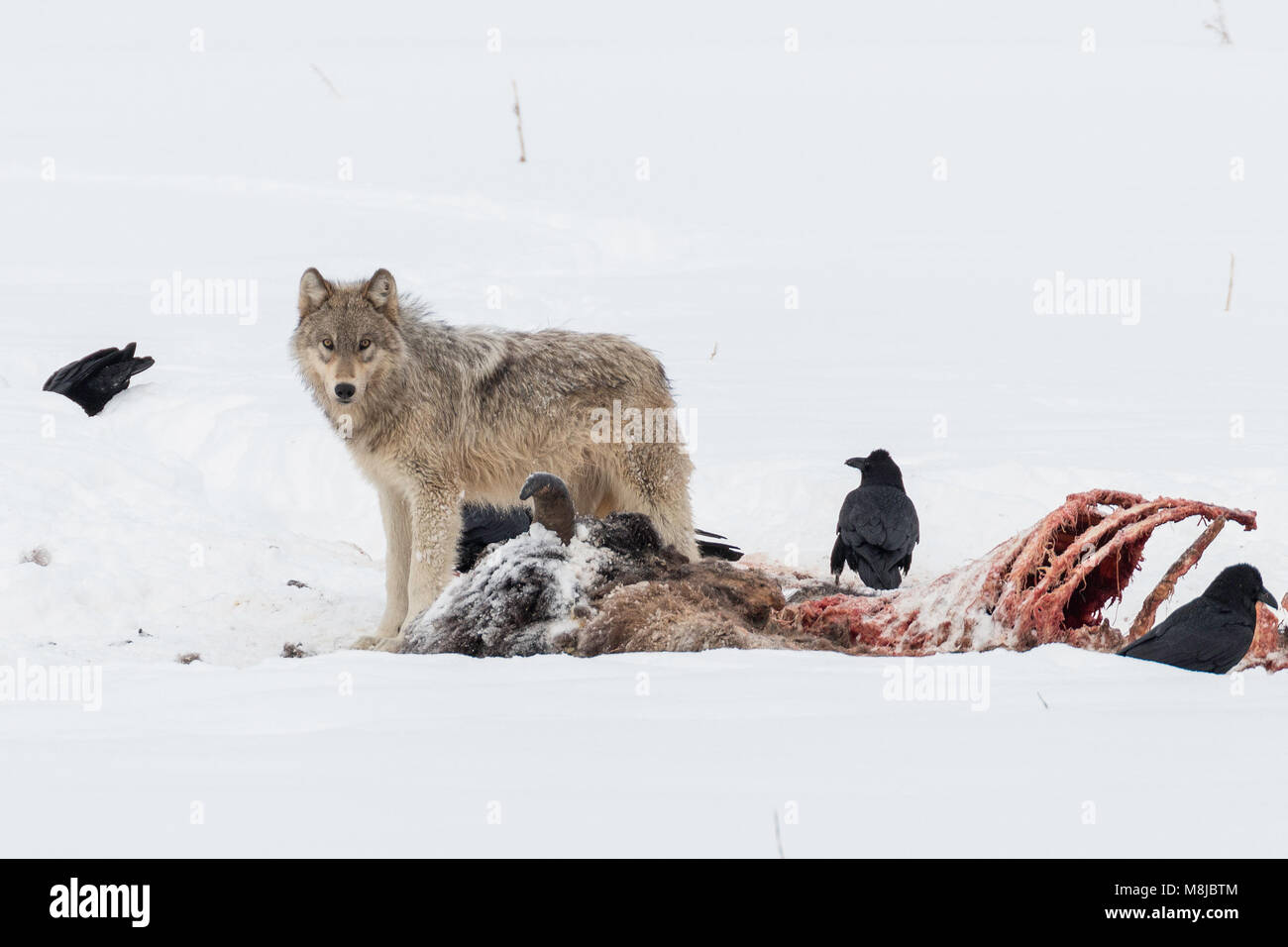 Grey Wolf Pack Eating