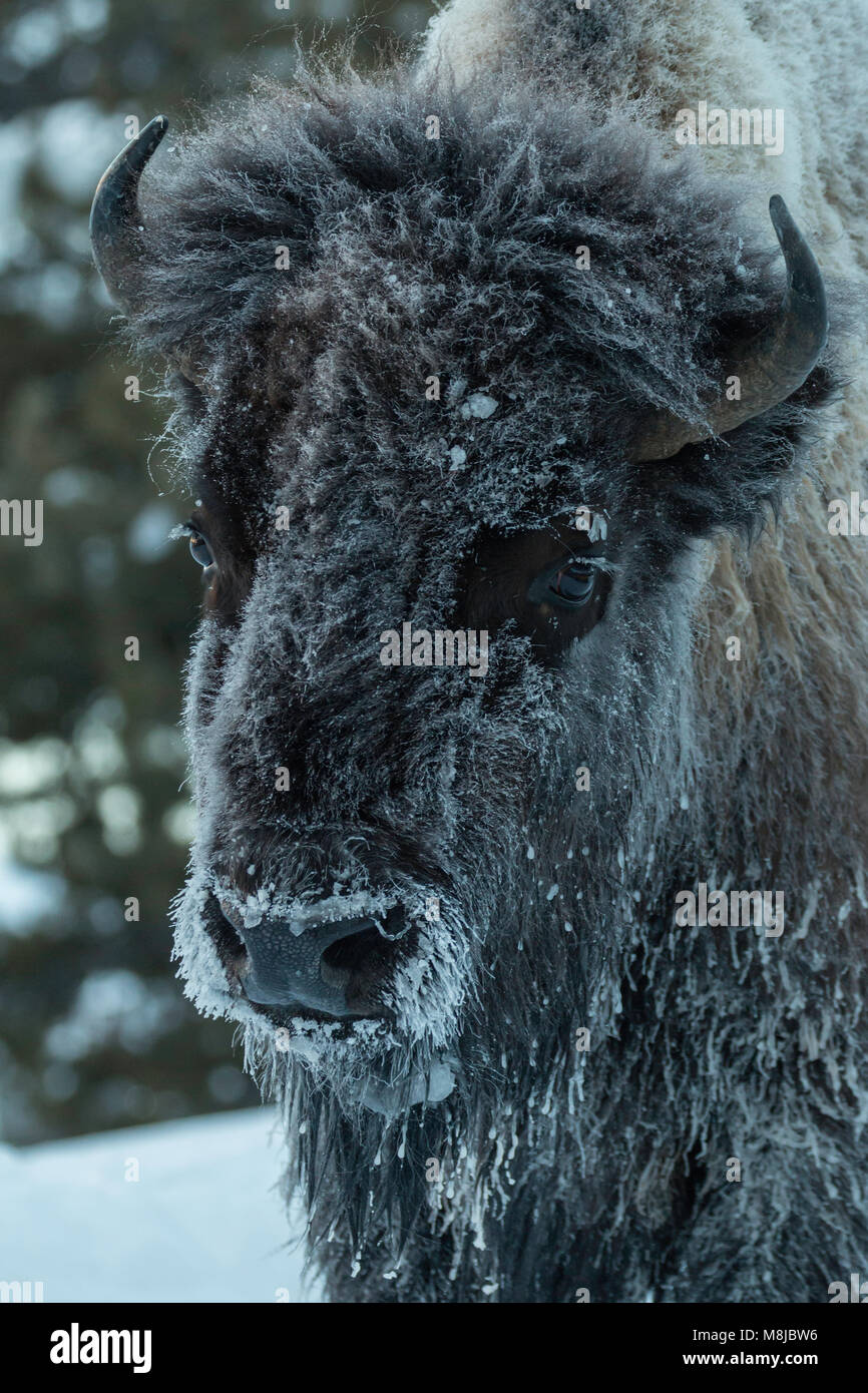 A frosty bison in the road on a subzero morning in Yellowstone National ...